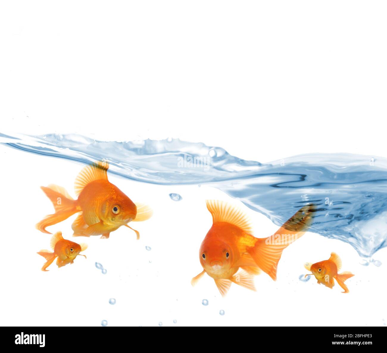 Goldfish in clear water isolated on white Stock Photo - Alamy