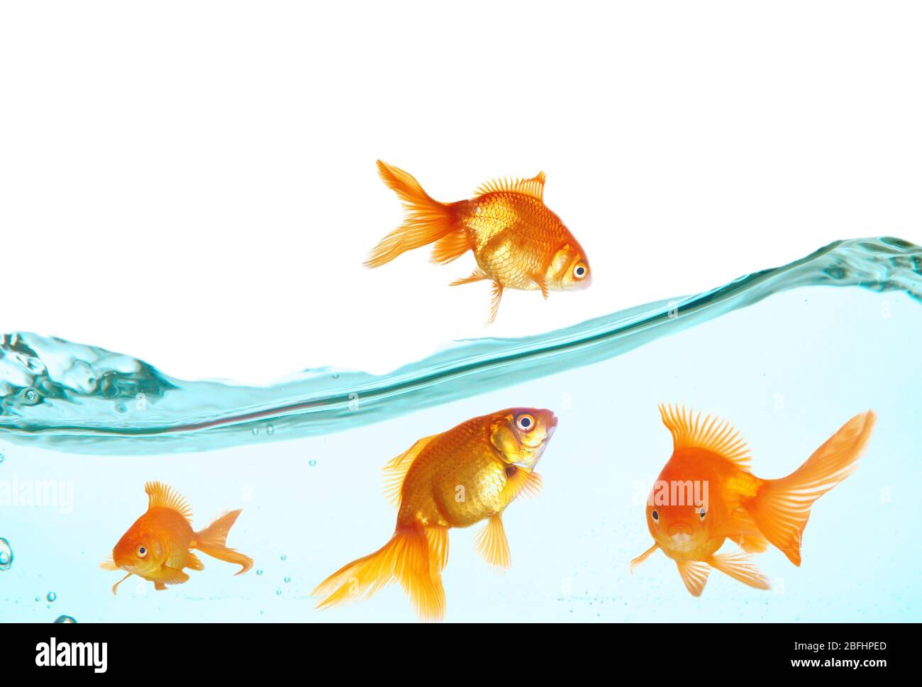 Goldfish in clear water isolated on white Stock Photo - Alamy
