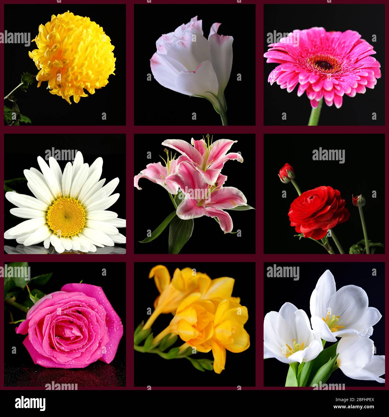 Collage of beautiful flowers on black background Stock Photo - Alamy