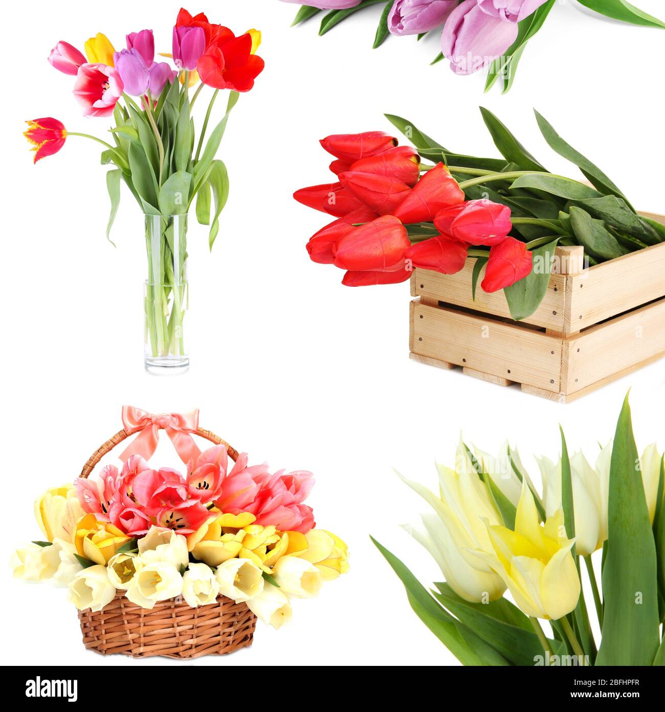 Collage of beautiful tulips isolated on white Stock Photo - Alamy