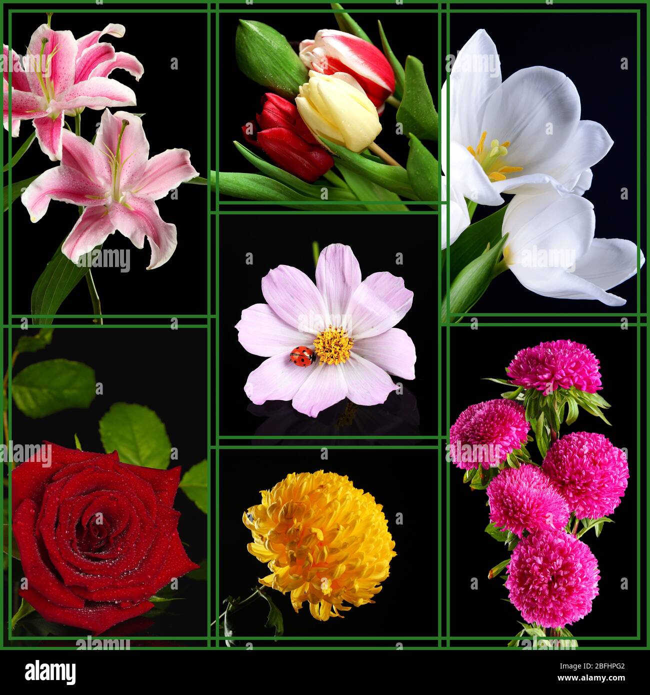 Collage of beautiful flowers on black background Stock Photo - Alamy