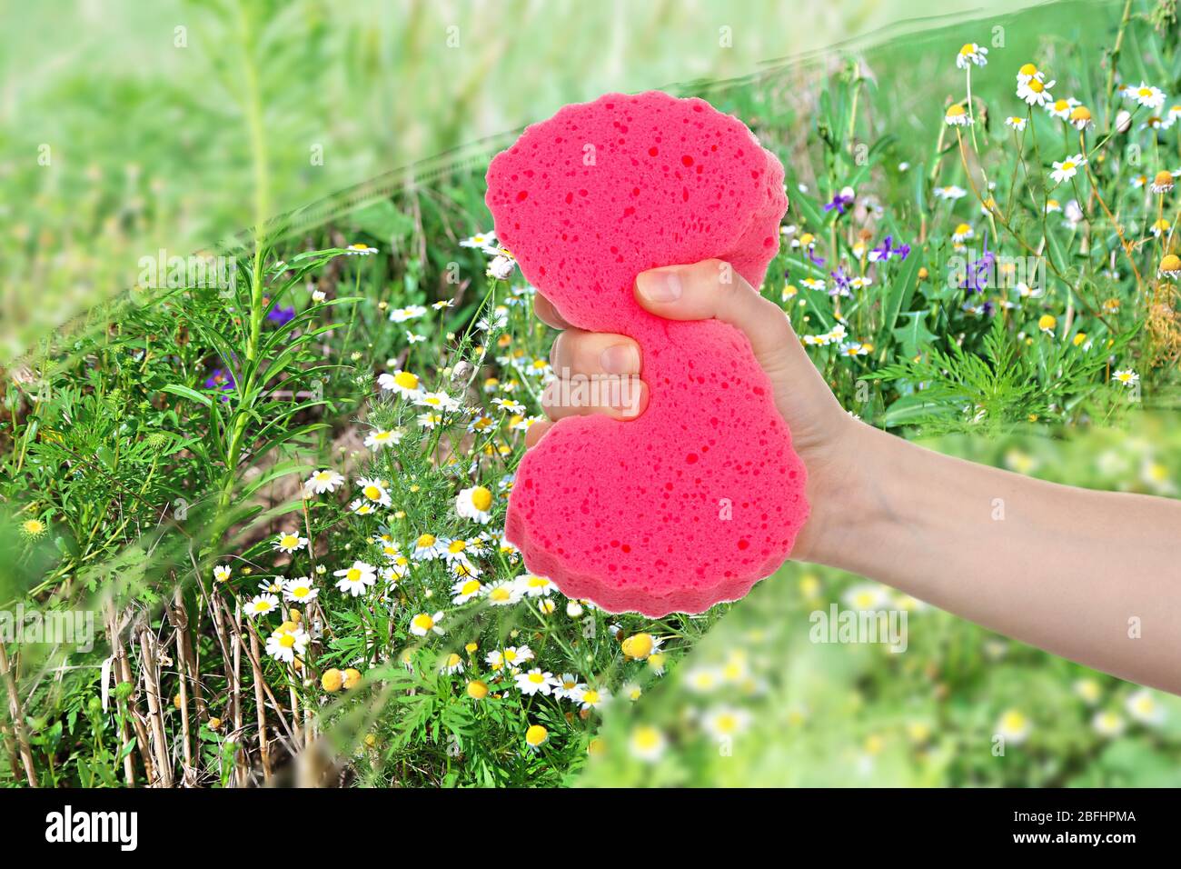 Sponge meadow hi-res stock photography and images - Alamy