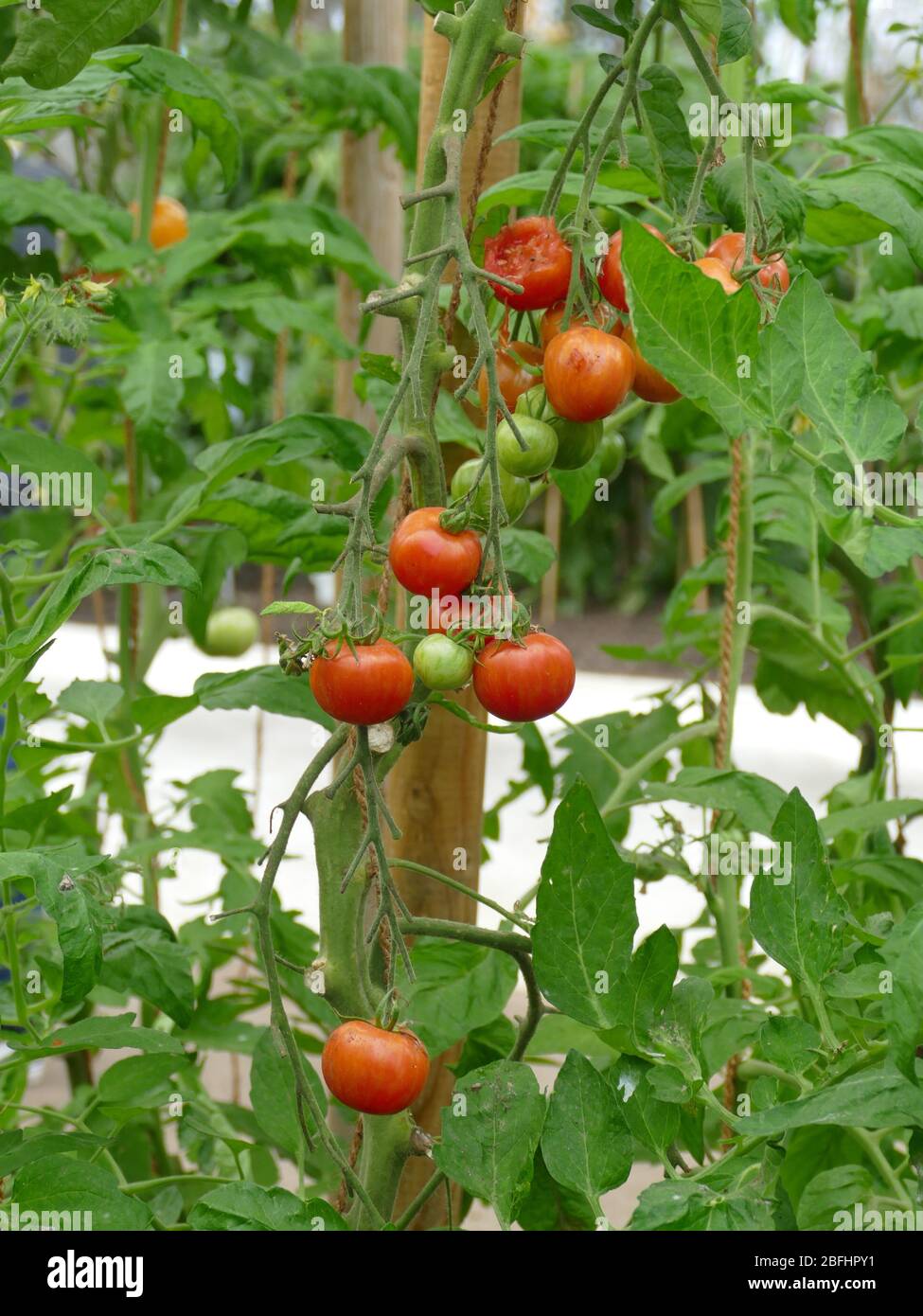 Grown your own hi-res stock photography and images - Alamy