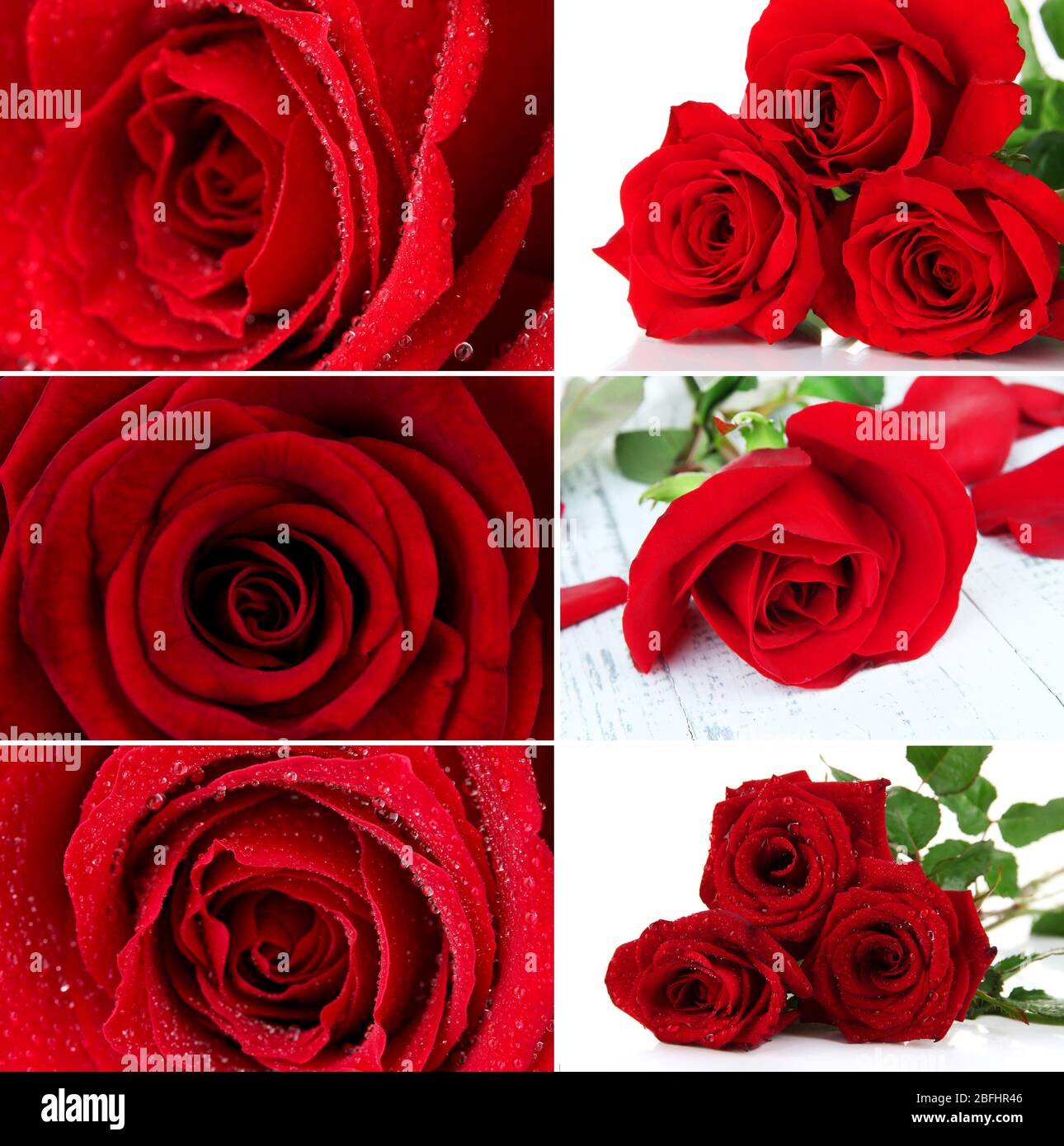 Beautiful roses collage, close up Stock Photo - Alamy