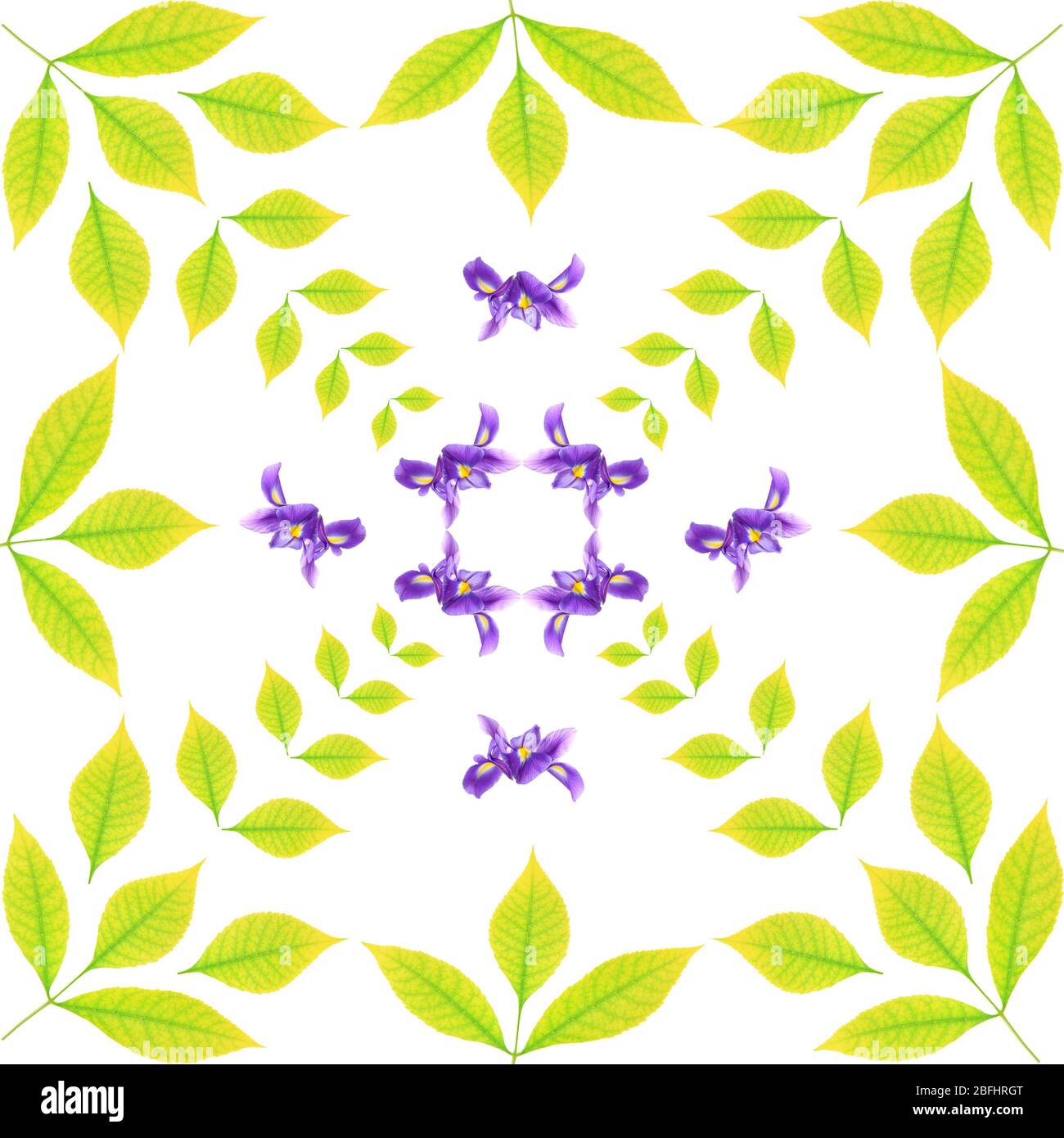 Abstract purple iris flower background isolated on white Stock Photo ...
