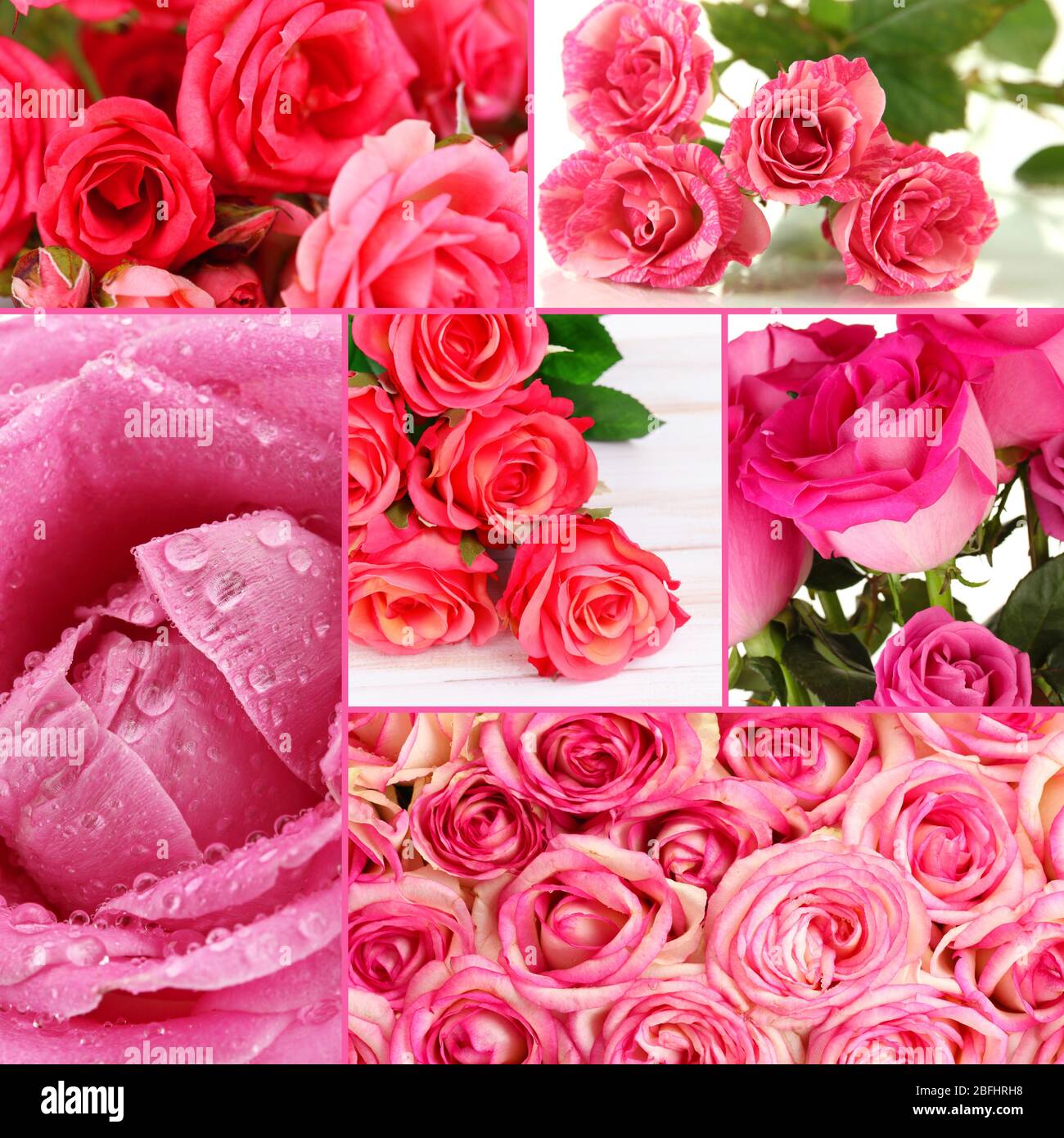 Beautiful roses collage Stock Photo - Alamy