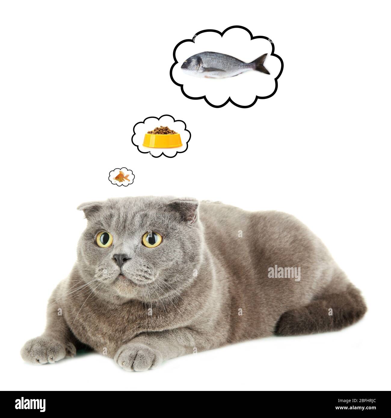 Cat dreaming of delicious food, isolated on white Stock Photo - Alamy
