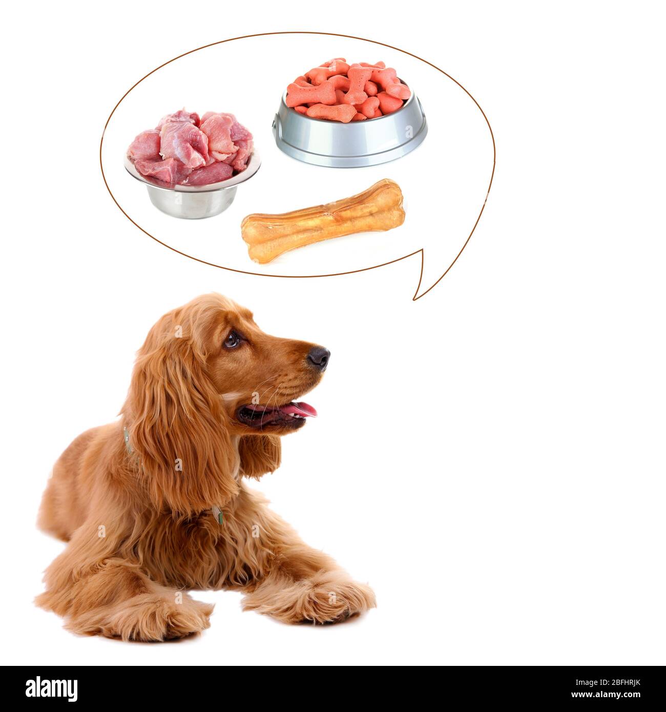 Beautiful cocker spaniel dreaming of delicious food, isolated on white ...