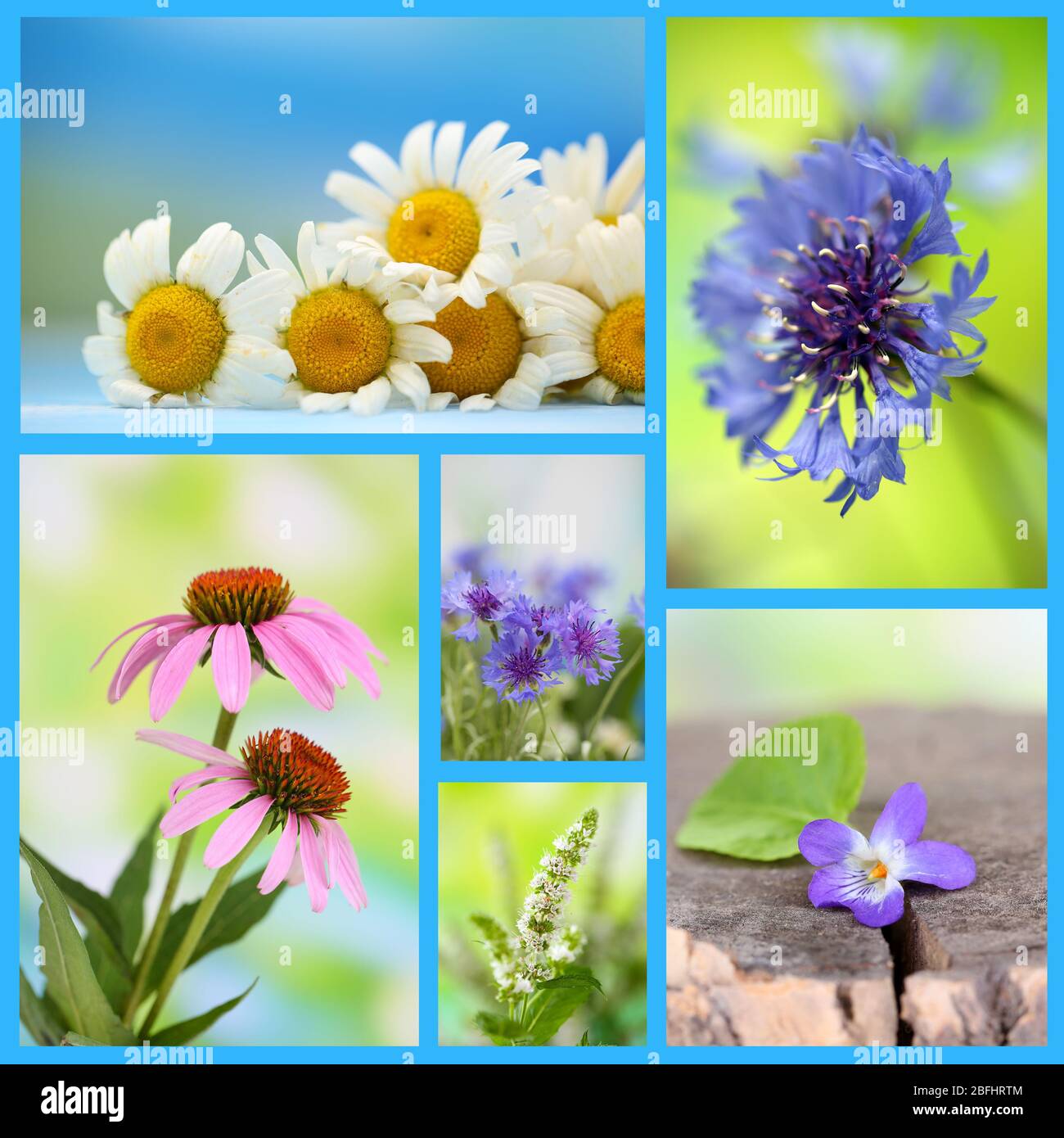Collage of wildflowers Stock Photo - Alamy