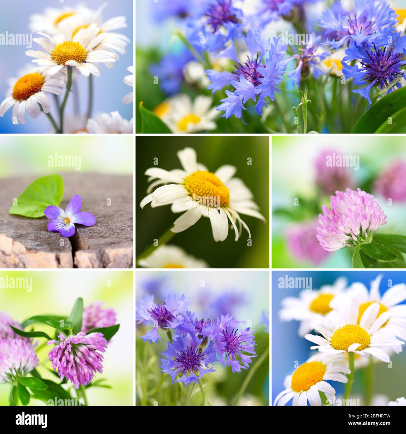 Collage of wildflowers Stock Photo - Alamy