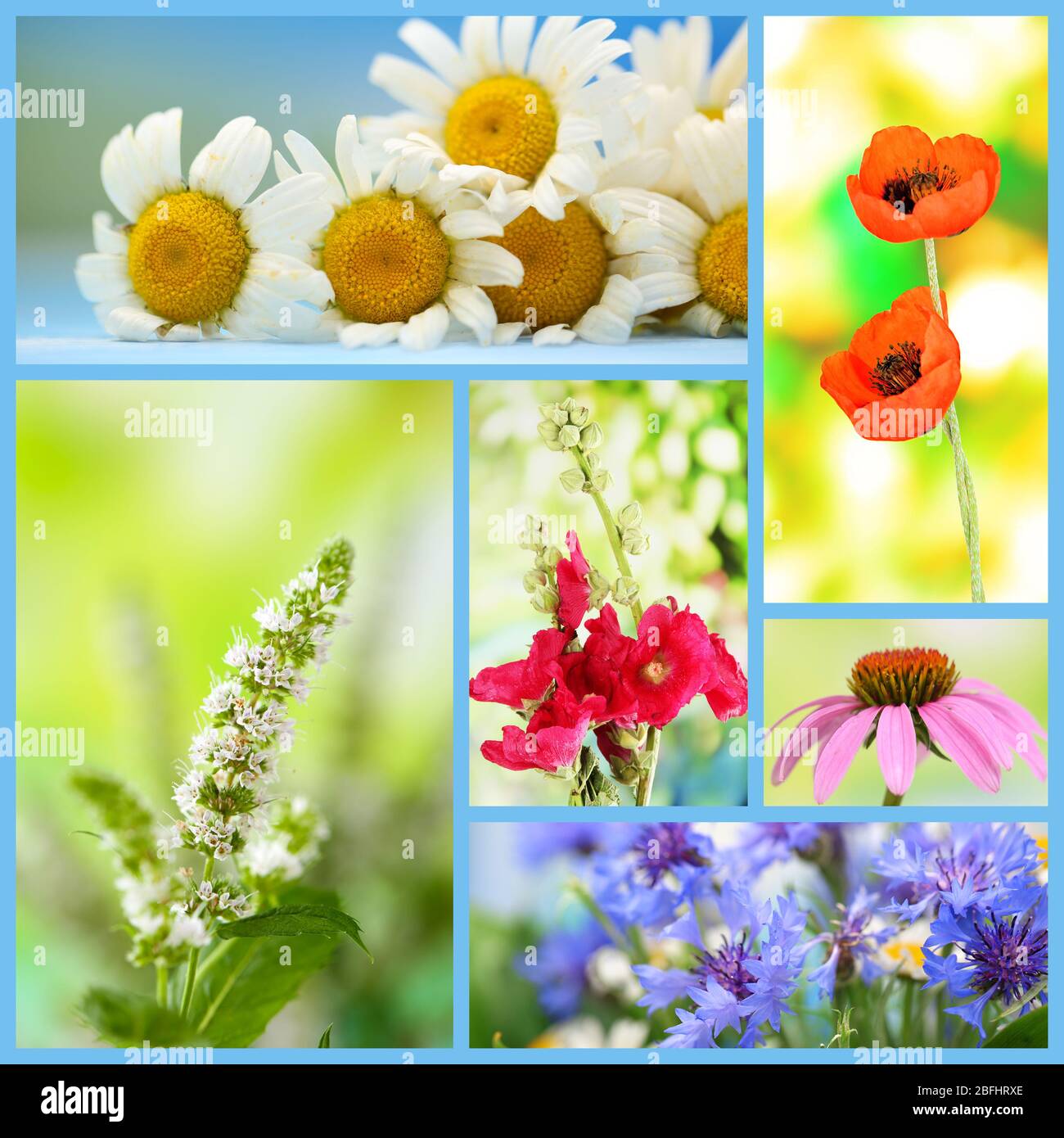 Collage of wildflowers Stock Photo - Alamy