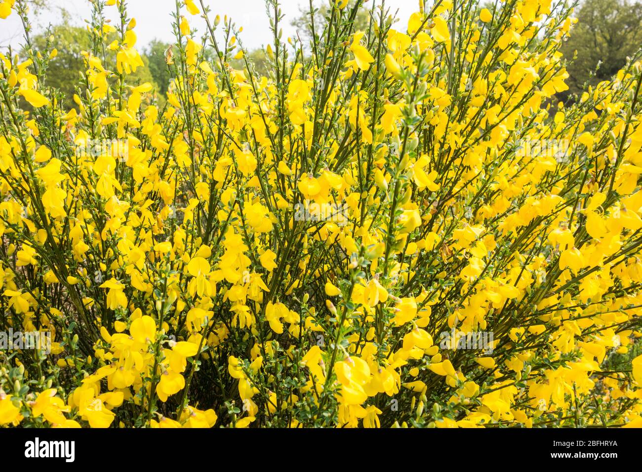 Cytisus scoparius flowering broom shrub hi-res stock photography and ...