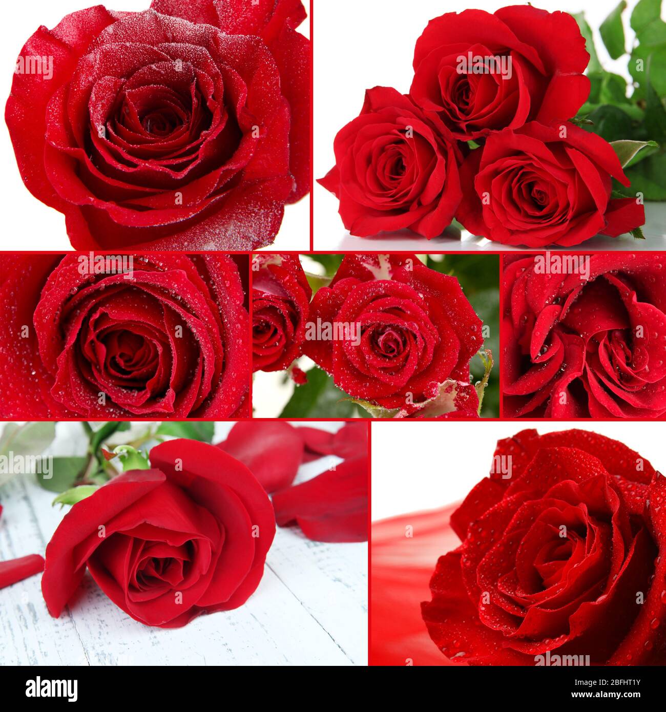 Beautiful roses collage, close up Stock Photo - Alamy