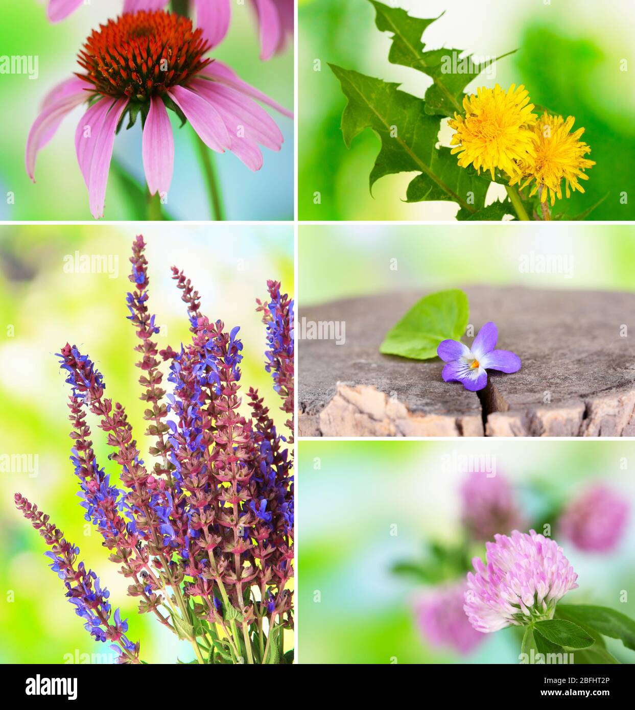 Collage of wildflowers Stock Photo - Alamy