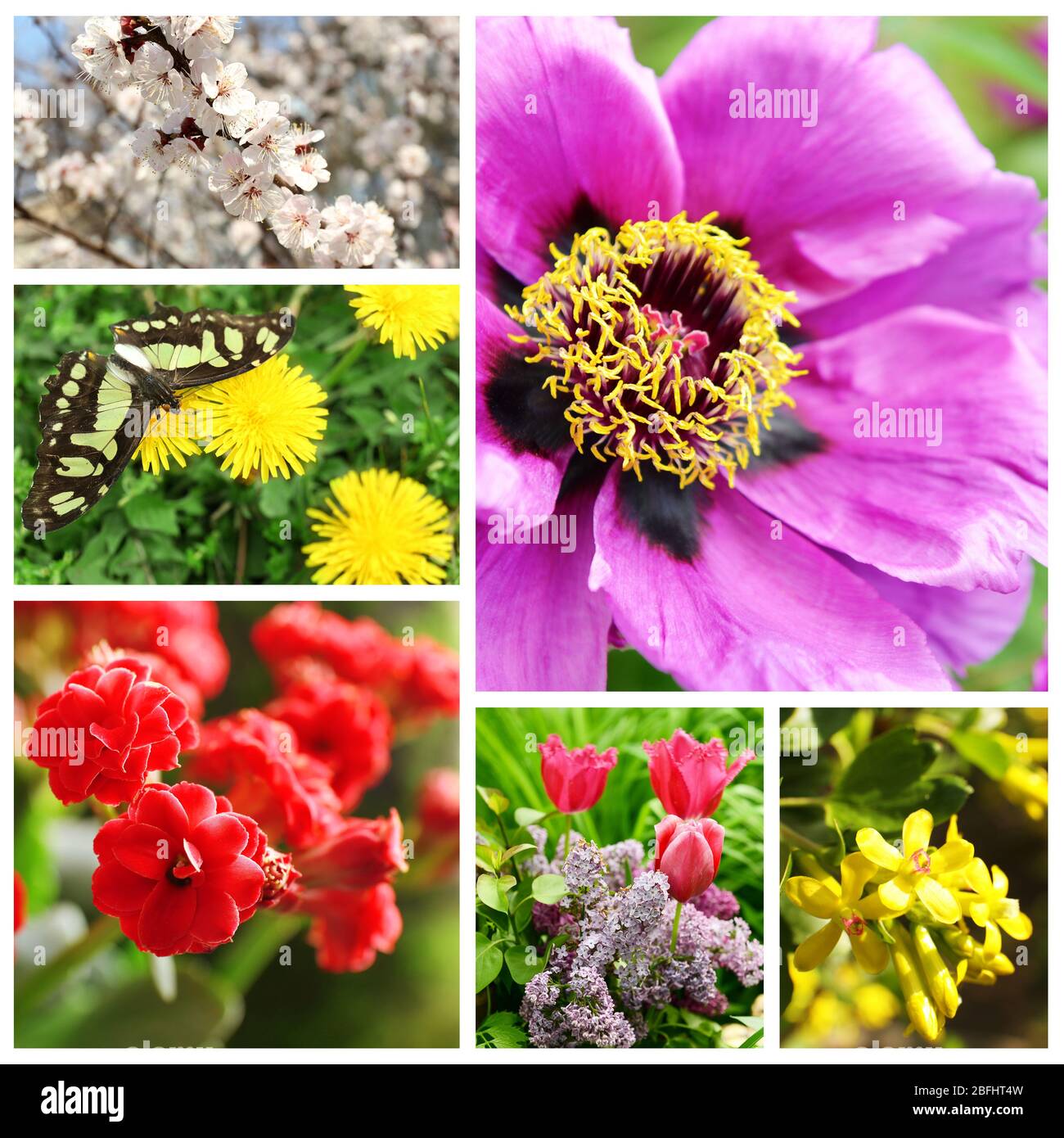 Spring season collage Stock Photo - Alamy