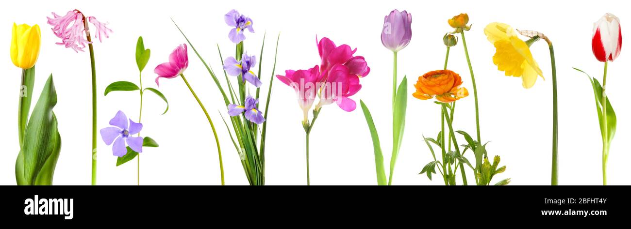 Fresh spring flowers isolated on white Stock Photo - Alamy