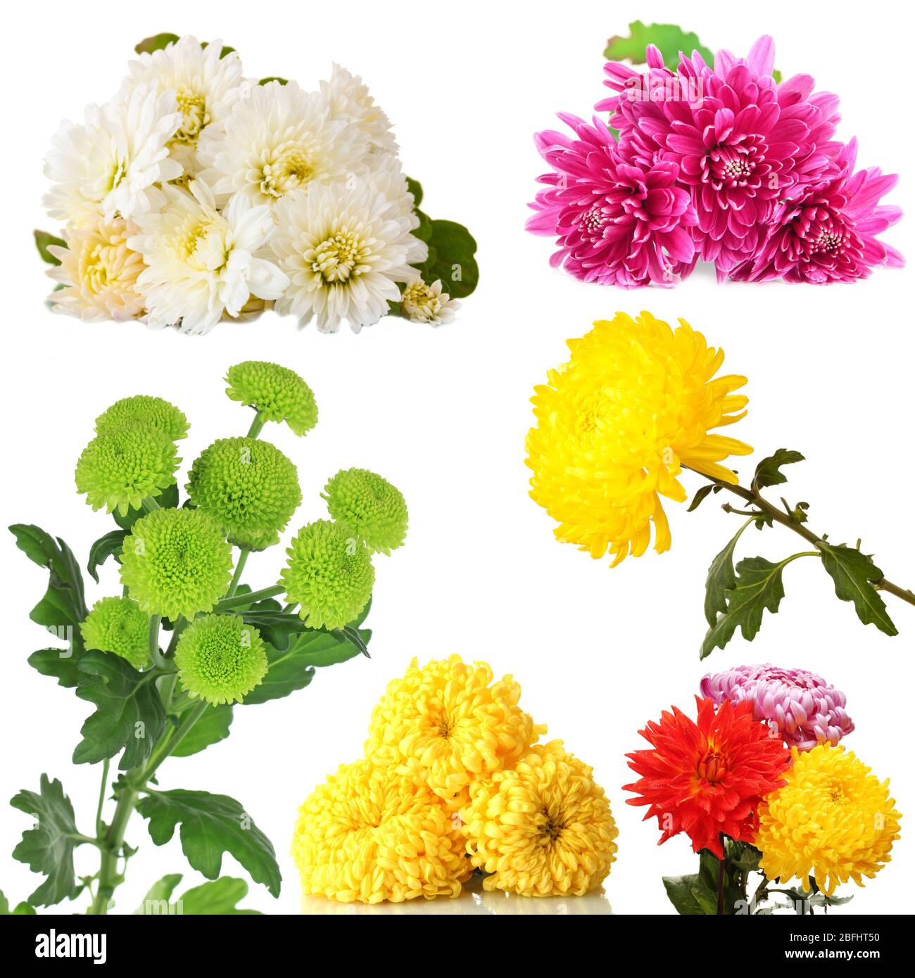 Collage of chrysanthemums flowers isolated on white Stock Photo - Alamy