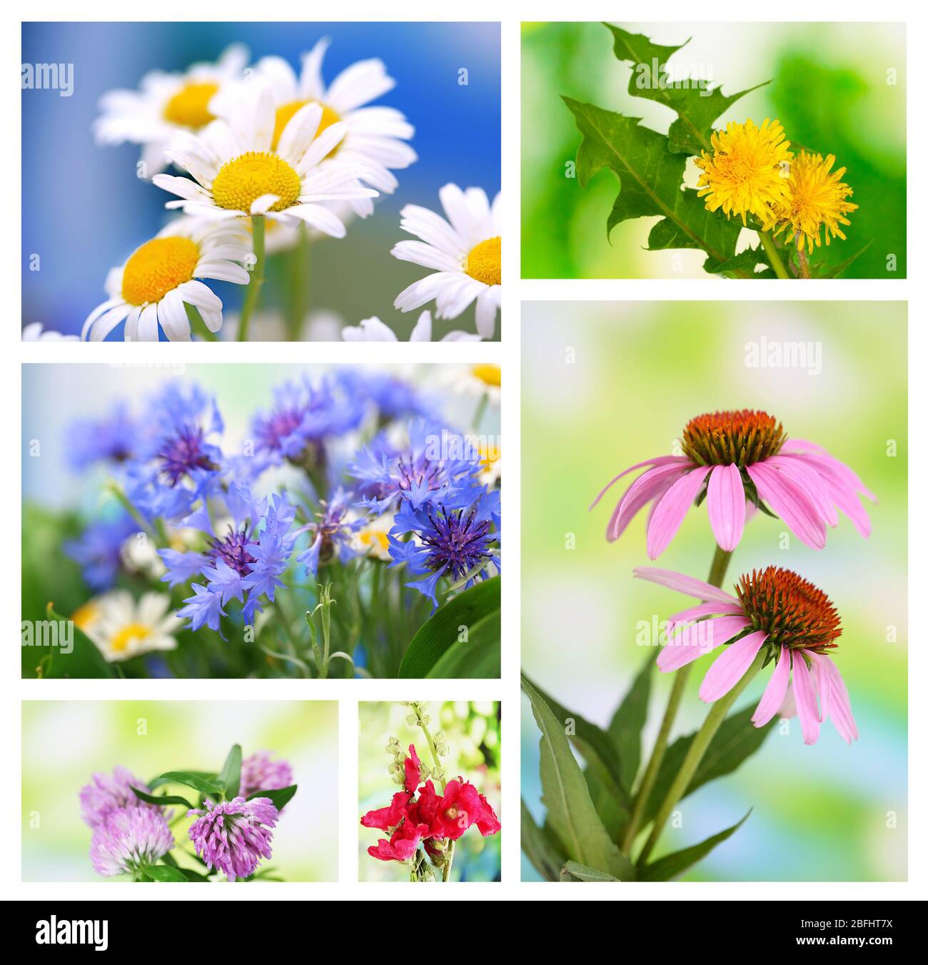 Collage of wildflowers Stock Photo - Alamy