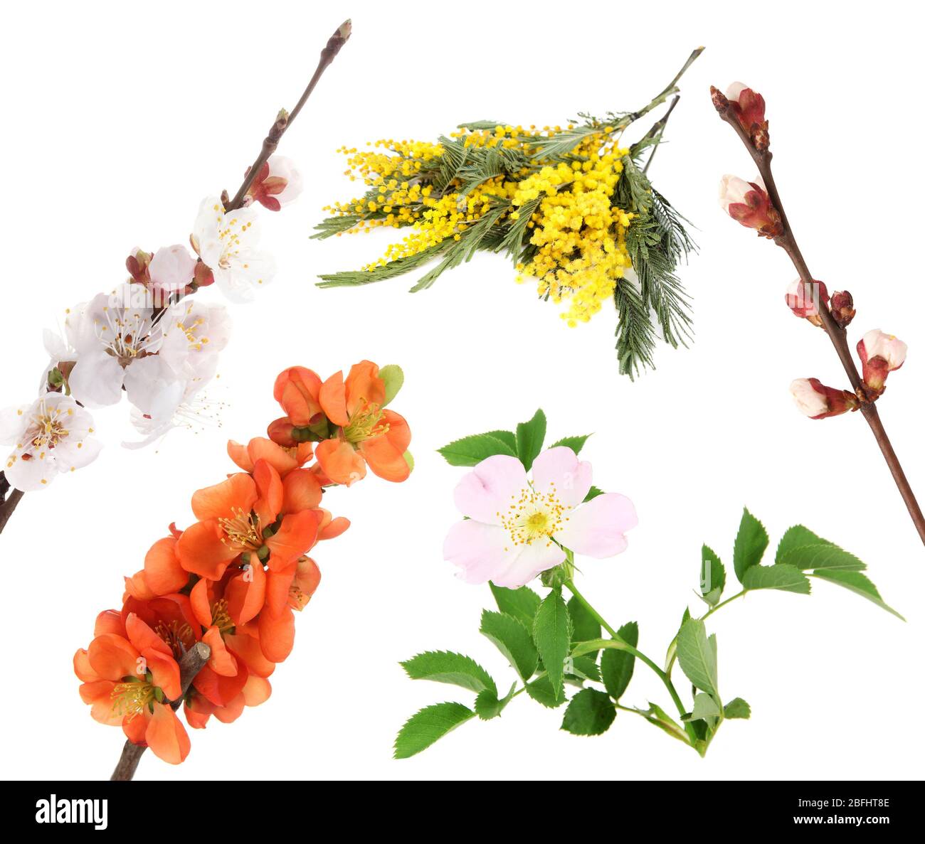 Collage of spring blooming twigs isolated on white Stock Photo - Alamy