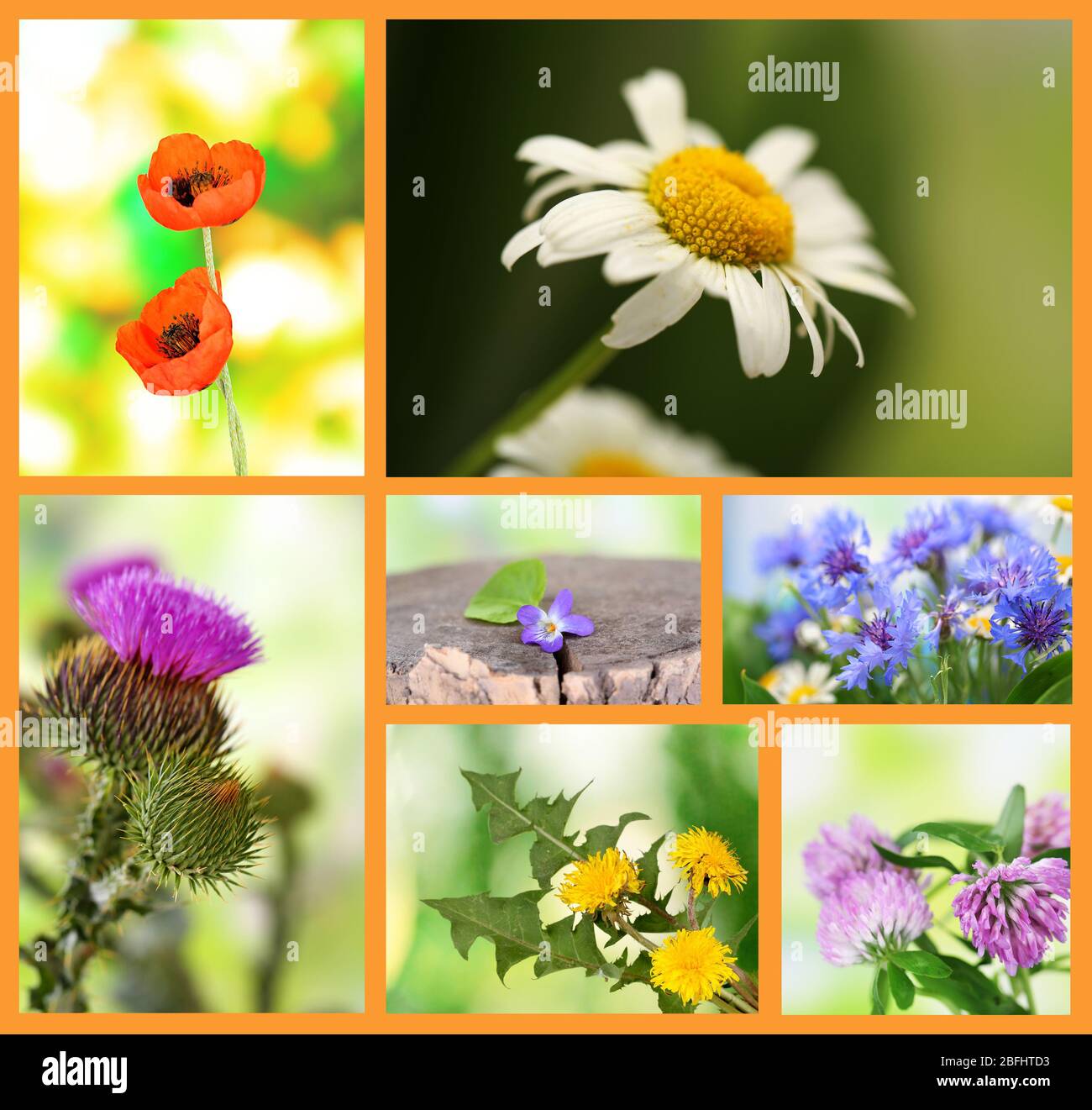 Collage of wildflowers Stock Photo - Alamy