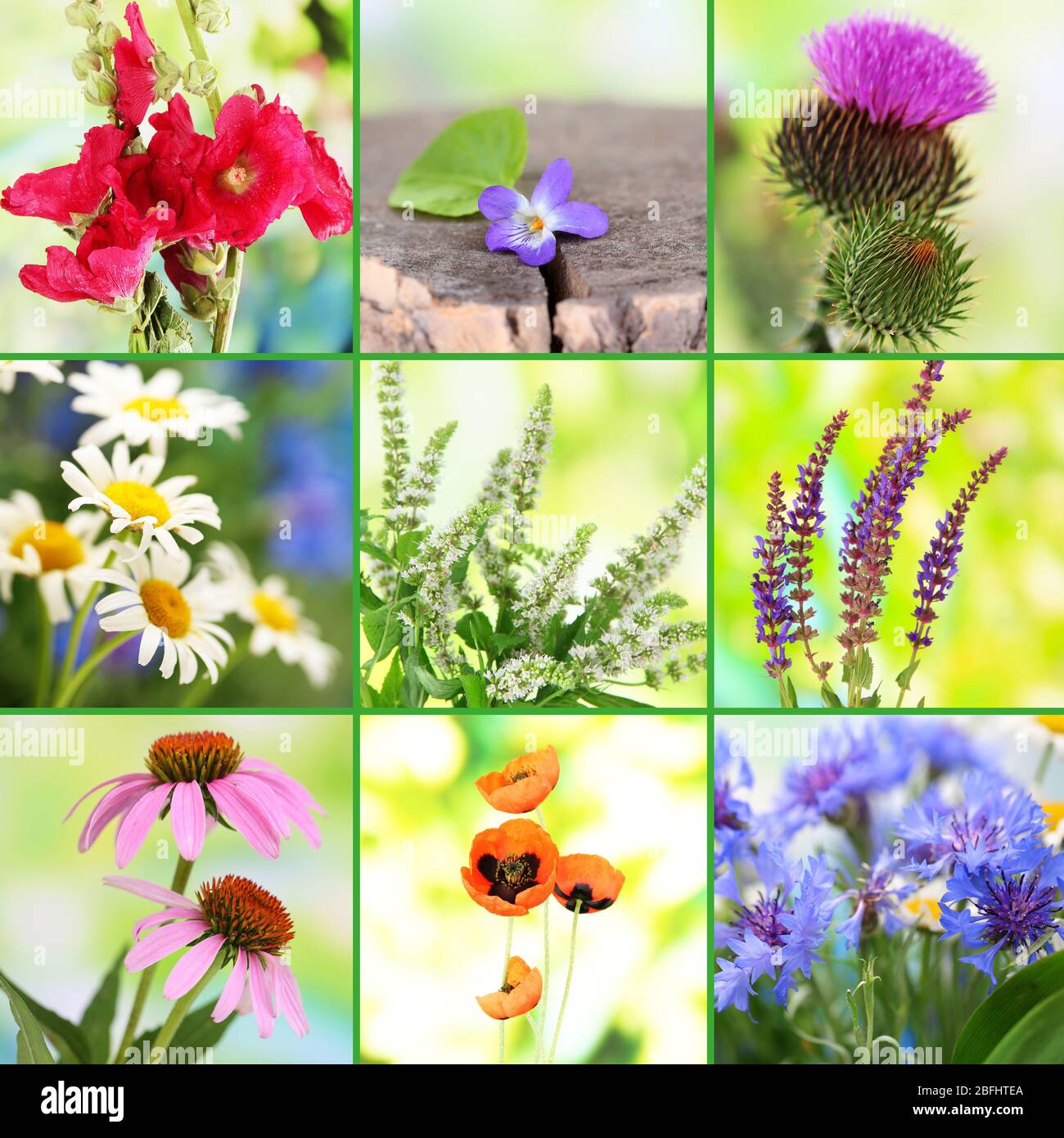 Collage of wildflowers Stock Photo - Alamy
