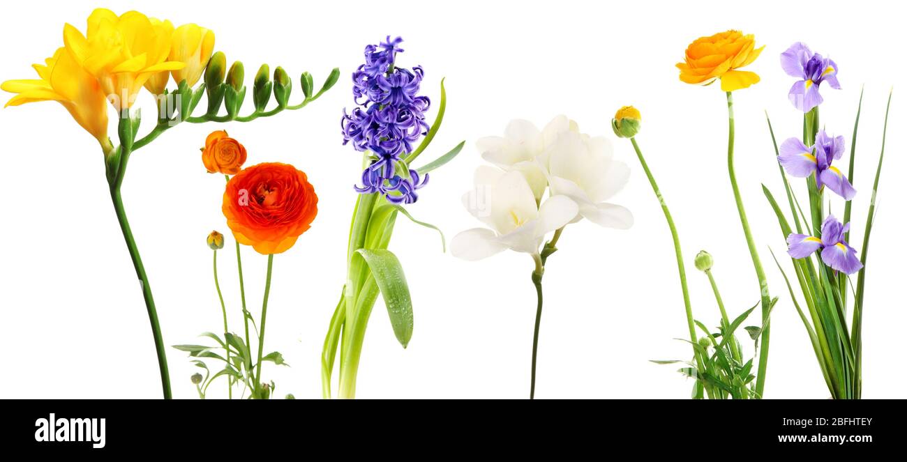 Fresh spring flowers isolated on white Stock Photo - Alamy