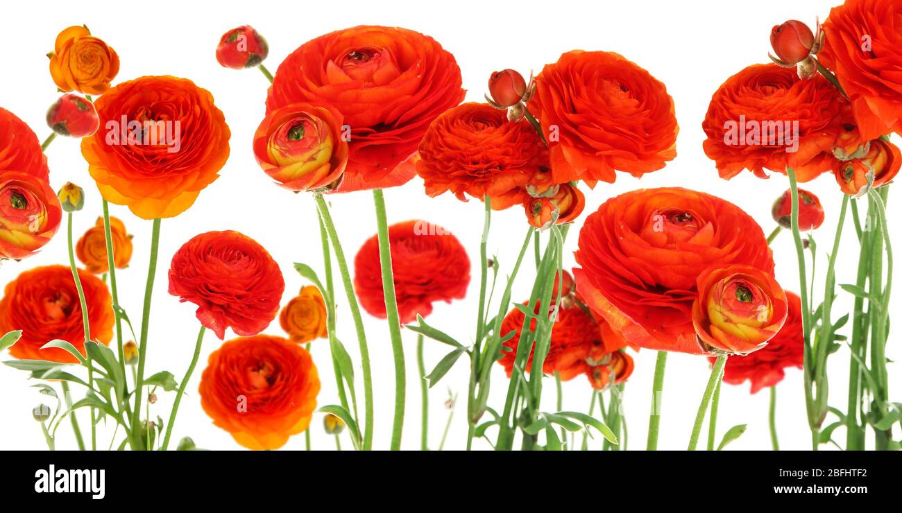 Persian buttercup flower field ranunculus hi-res stock photography and ...