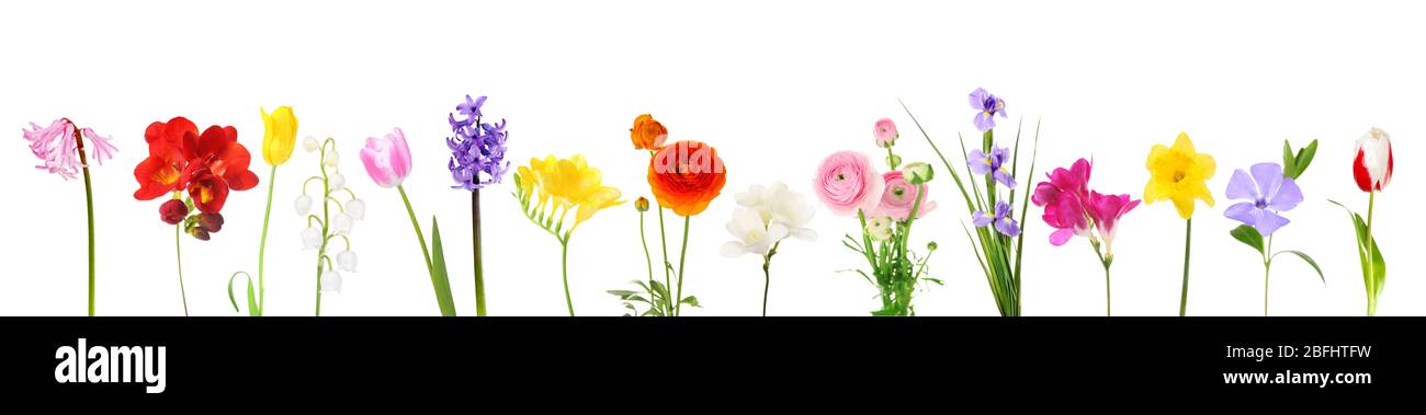 Fresh spring flowers isolated on white Stock Photo - Alamy