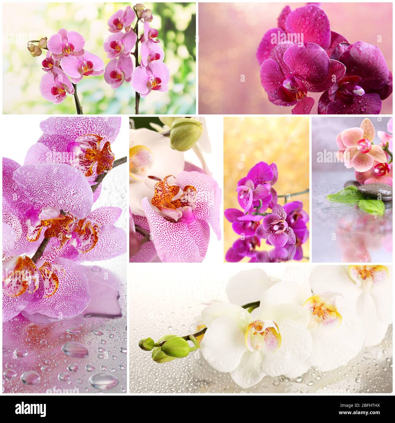 Collage of beautiful orchids Stock Photo - Alamy