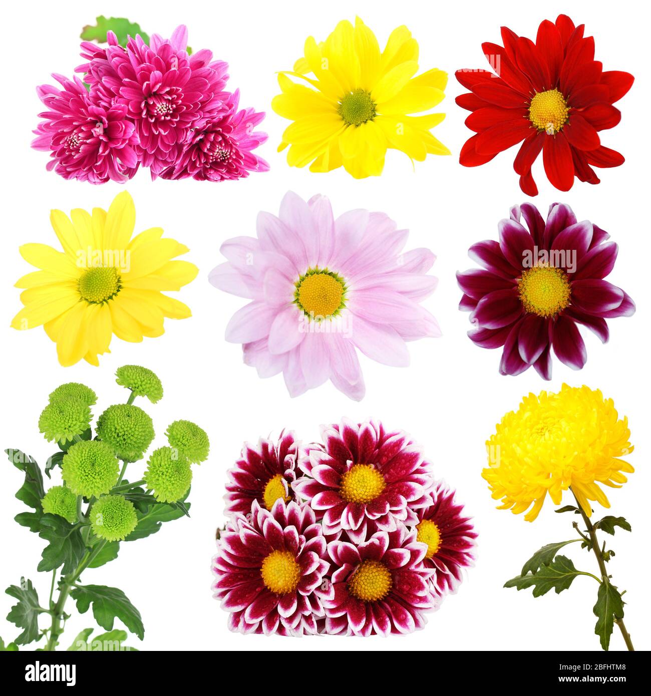 Beautiful flowers collage isolated on white Stock Photo - Alamy