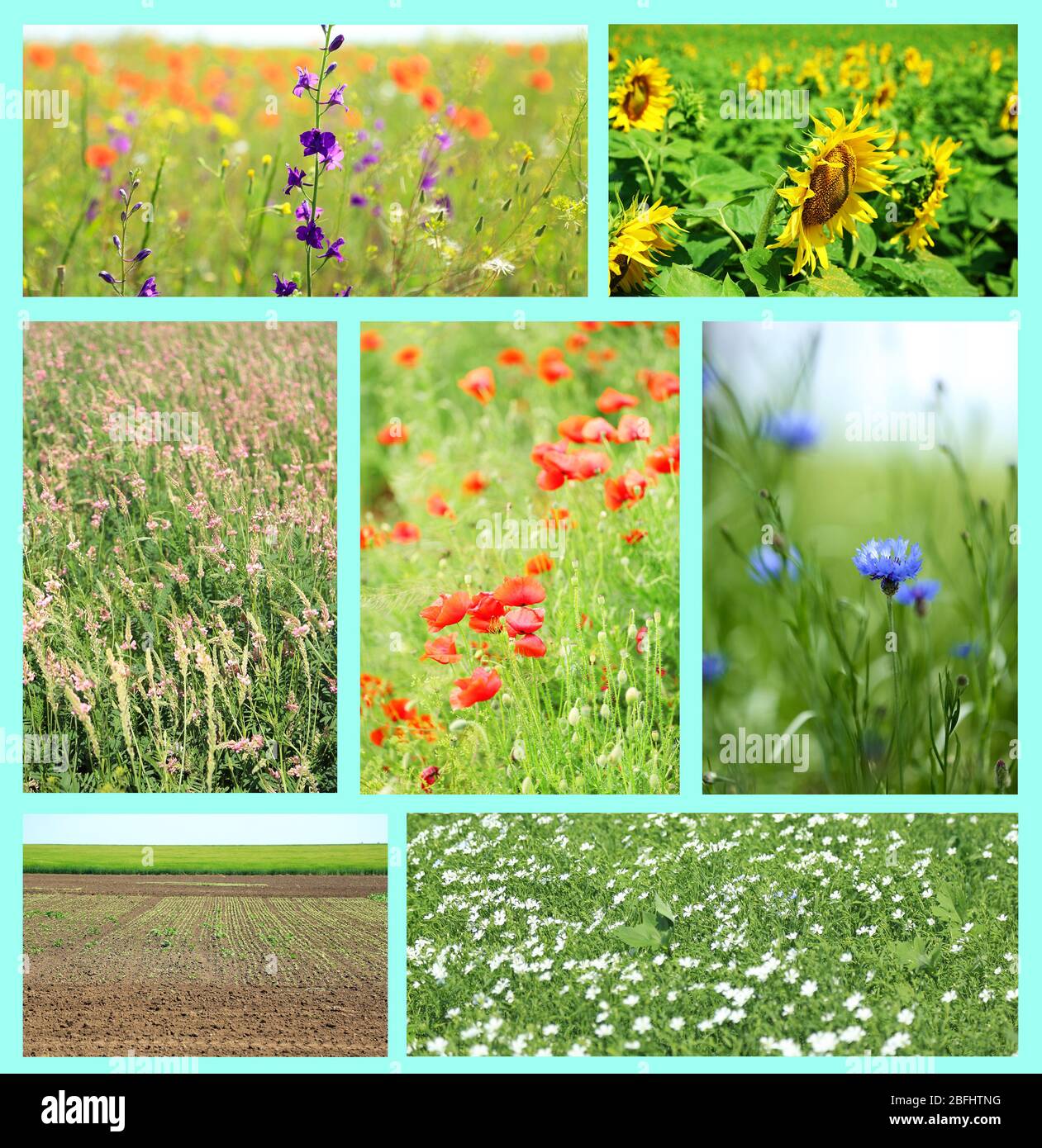 Collage of beautiful fields Stock Photo - Alamy