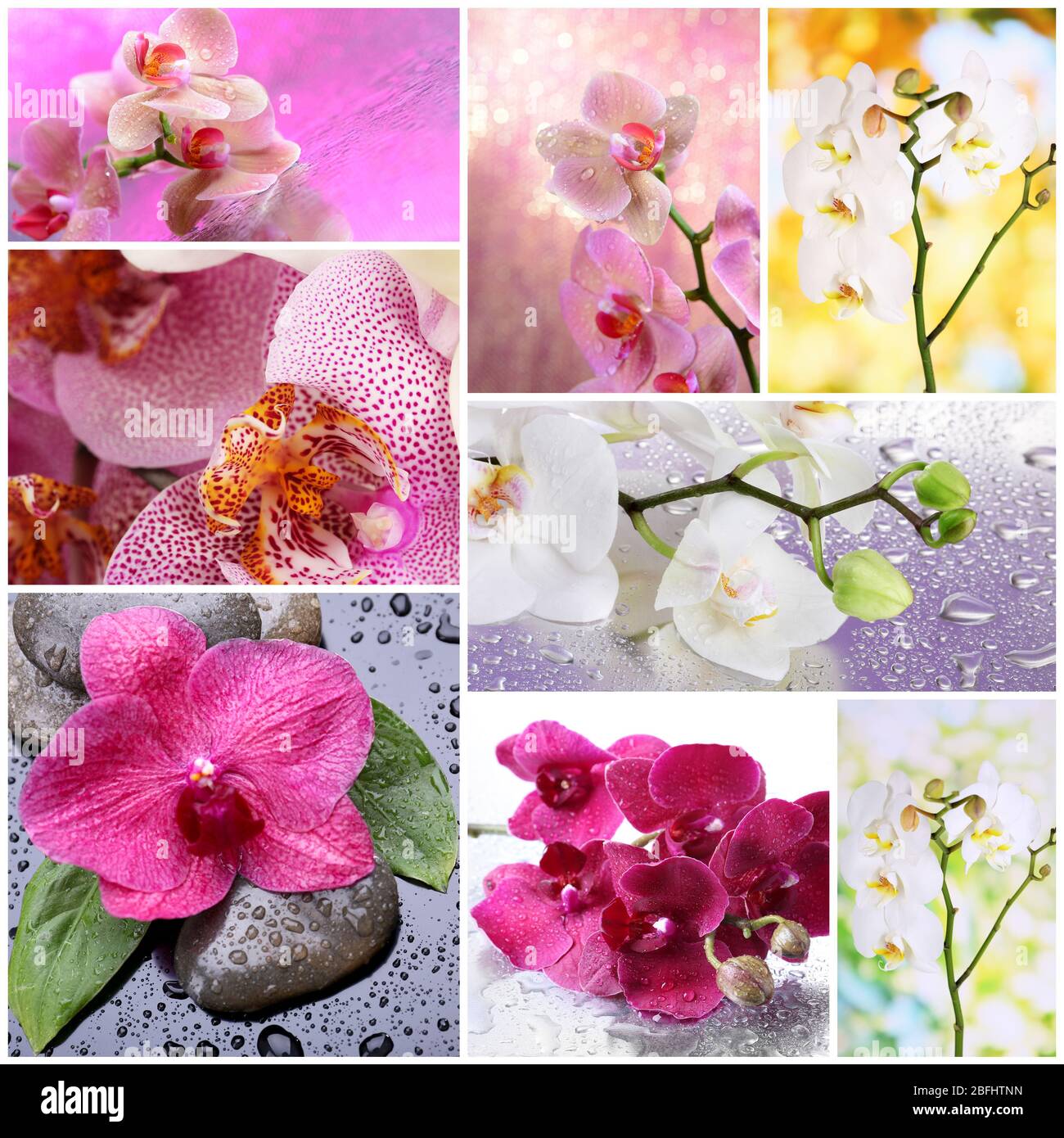 Orchids collage hi-res stock photography and images - Alamy