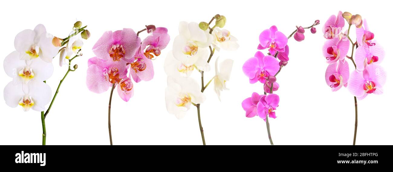 Orchids collage hi-res stock photography and images - Alamy