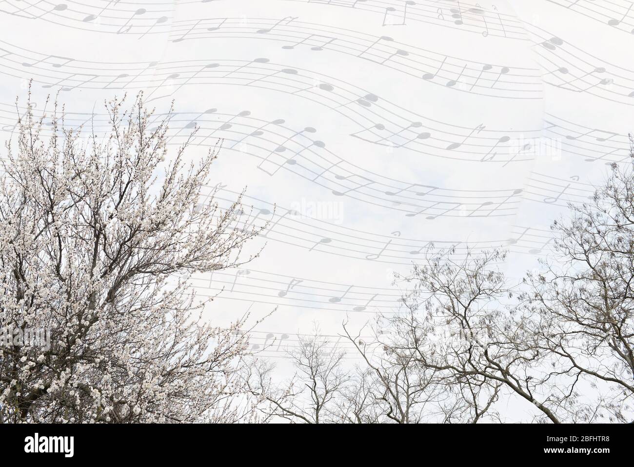 Beautiful tree tops with blossoms on music sky background Stock Photo ...