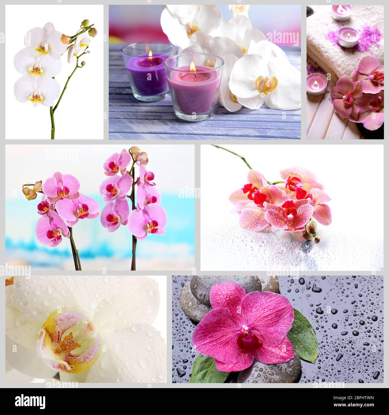 Collage of beautiful orchids Stock Photo - Alamy