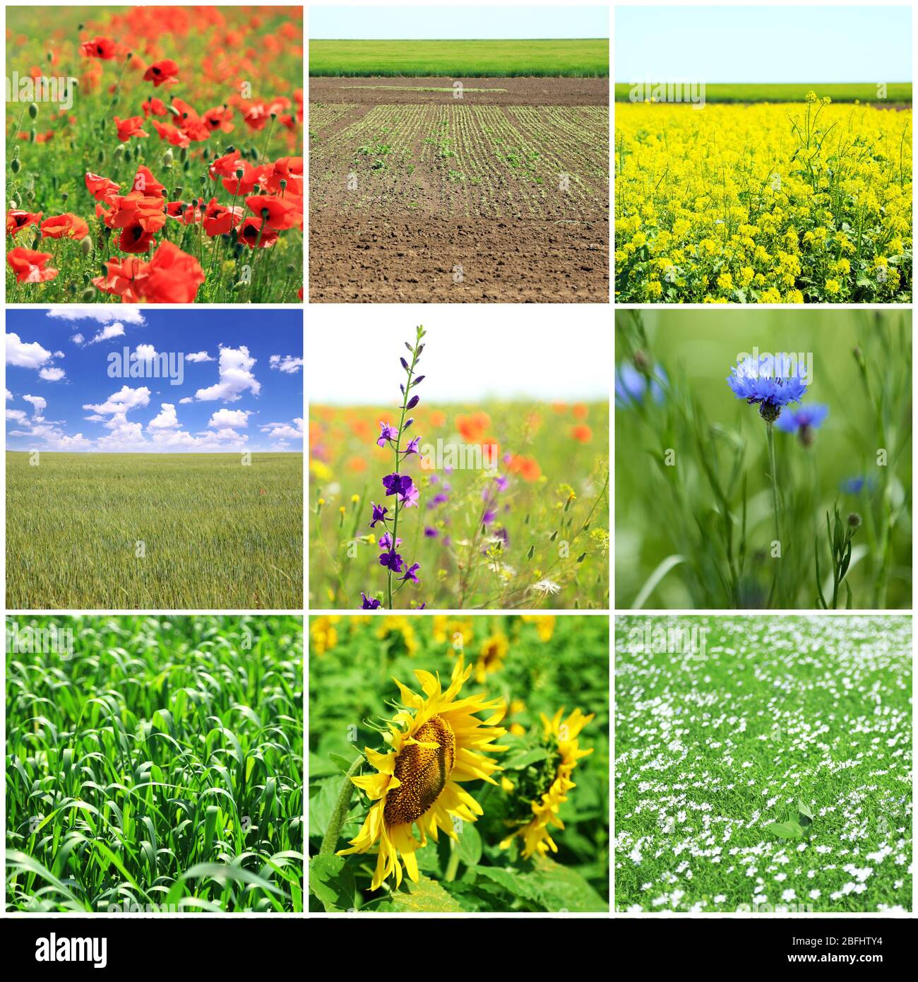 Fields collage hi-res stock photography and images - Alamy