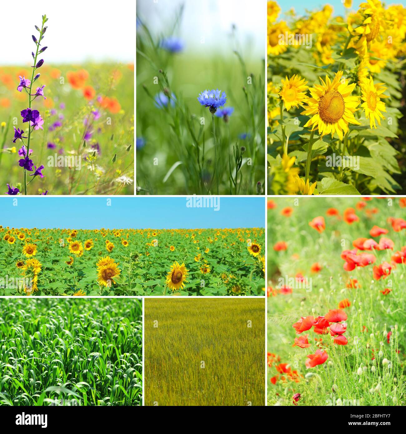 Collage of beautiful fields Stock Photo - Alamy