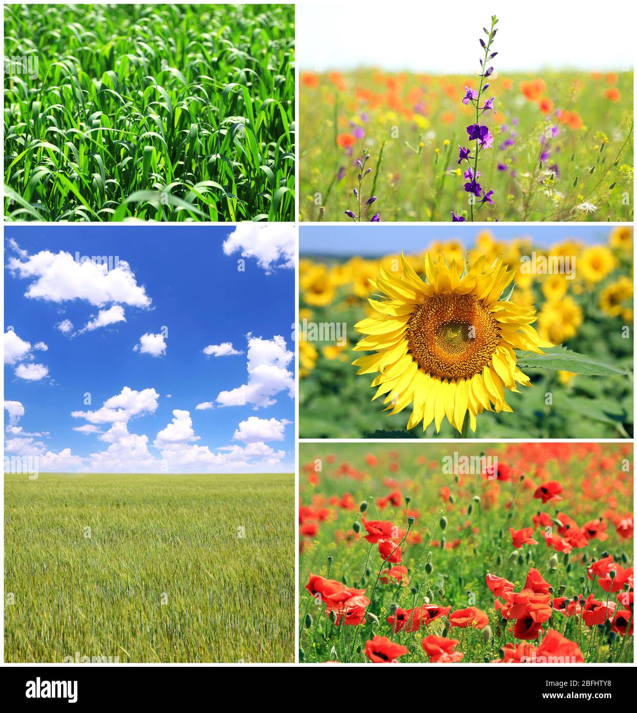 Summer flower fields Cut Out Stock Images & Pictures - Alamy