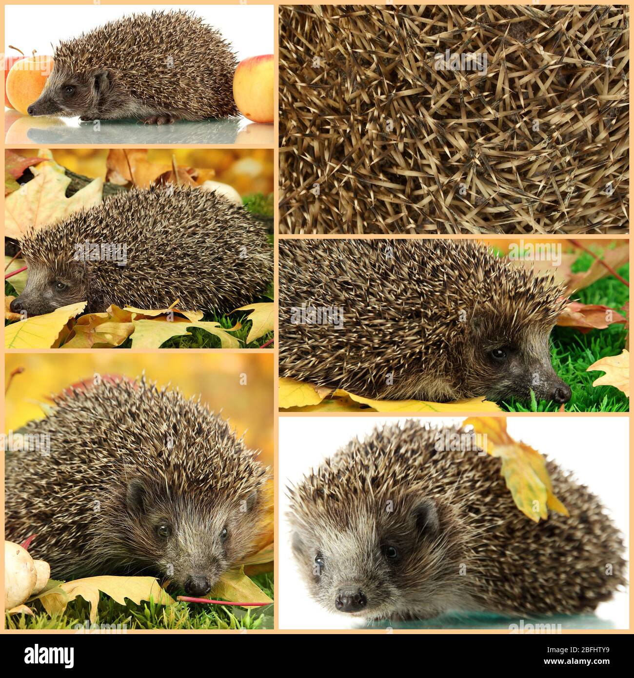 Collage of cute hedgehog Stock Photo - Alamy
