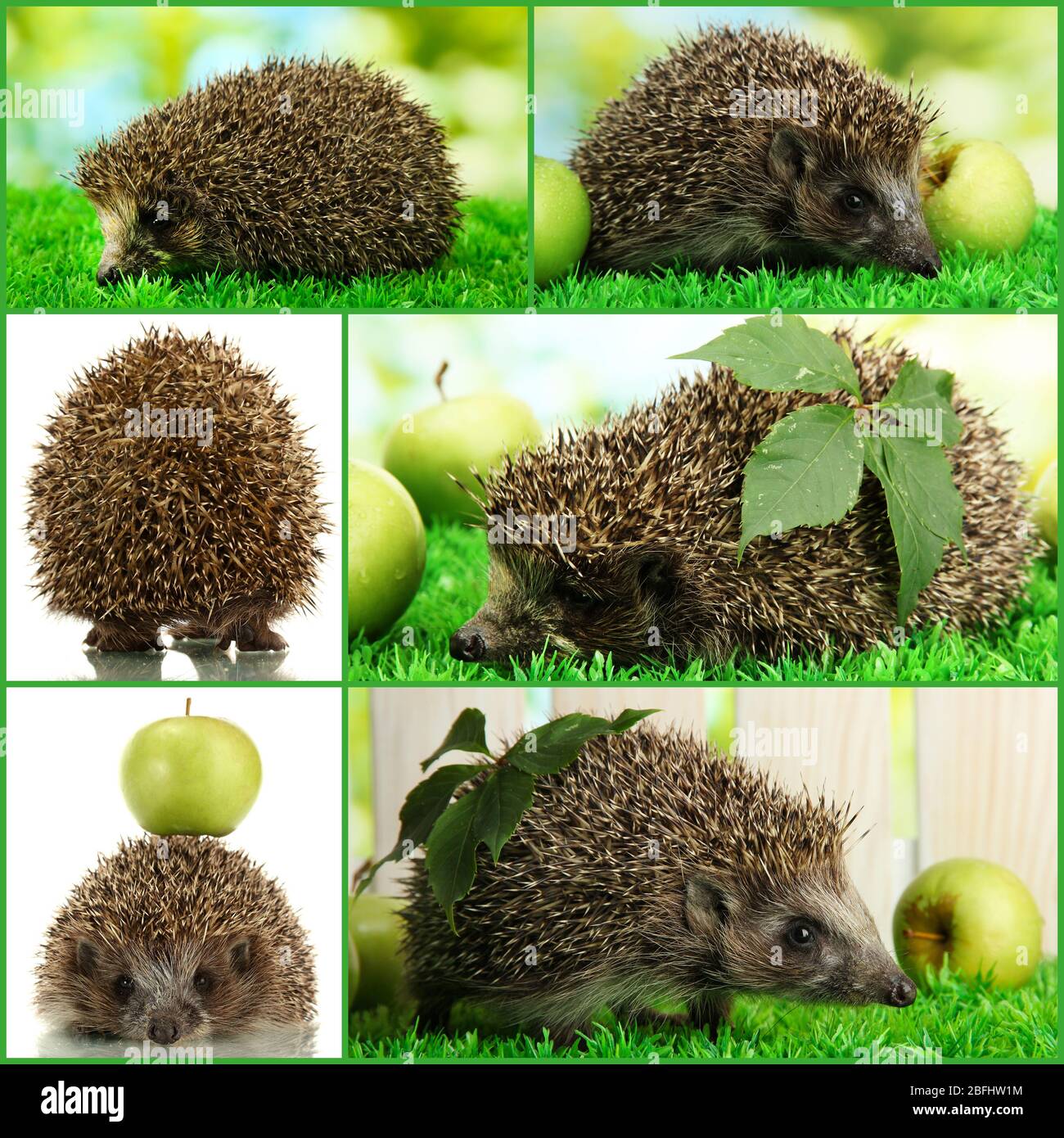 Collage of cute hedgehog Stock Photo - Alamy
