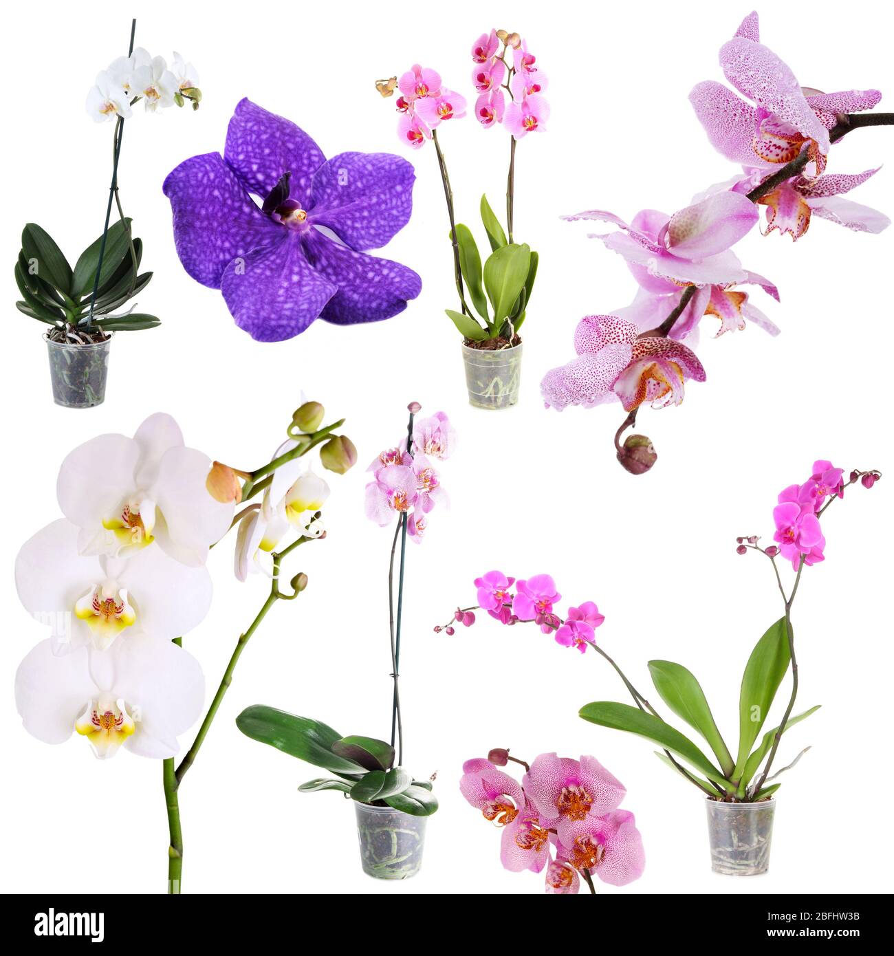 Orchids collage hi-res stock photography and images - Alamy