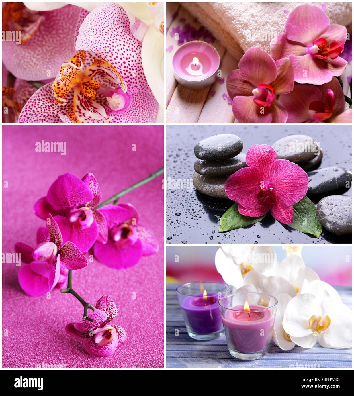Orchids collage hi-res stock photography and images - Alamy