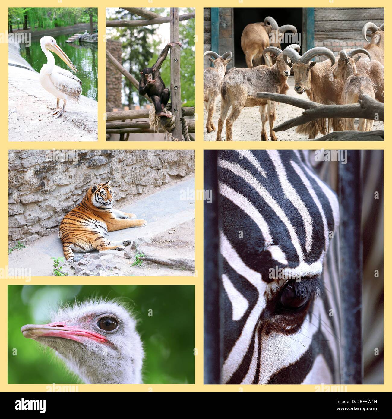 Animal collage sheep hi-res stock photography and images - Alamy