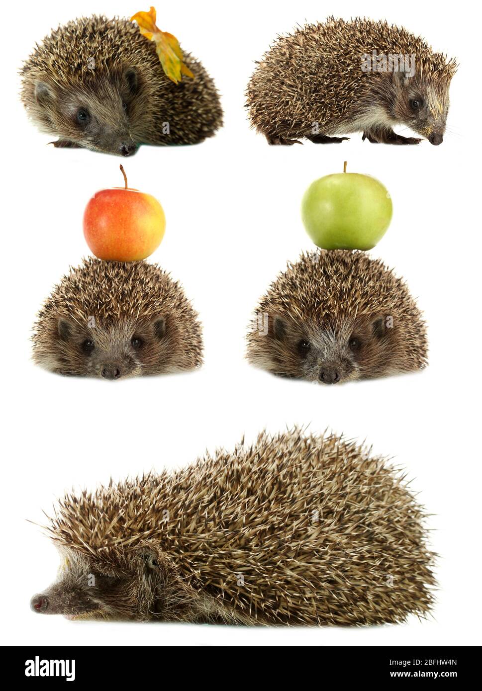 Collage of cute hedgehog isolated on white Stock Photo - Alamy