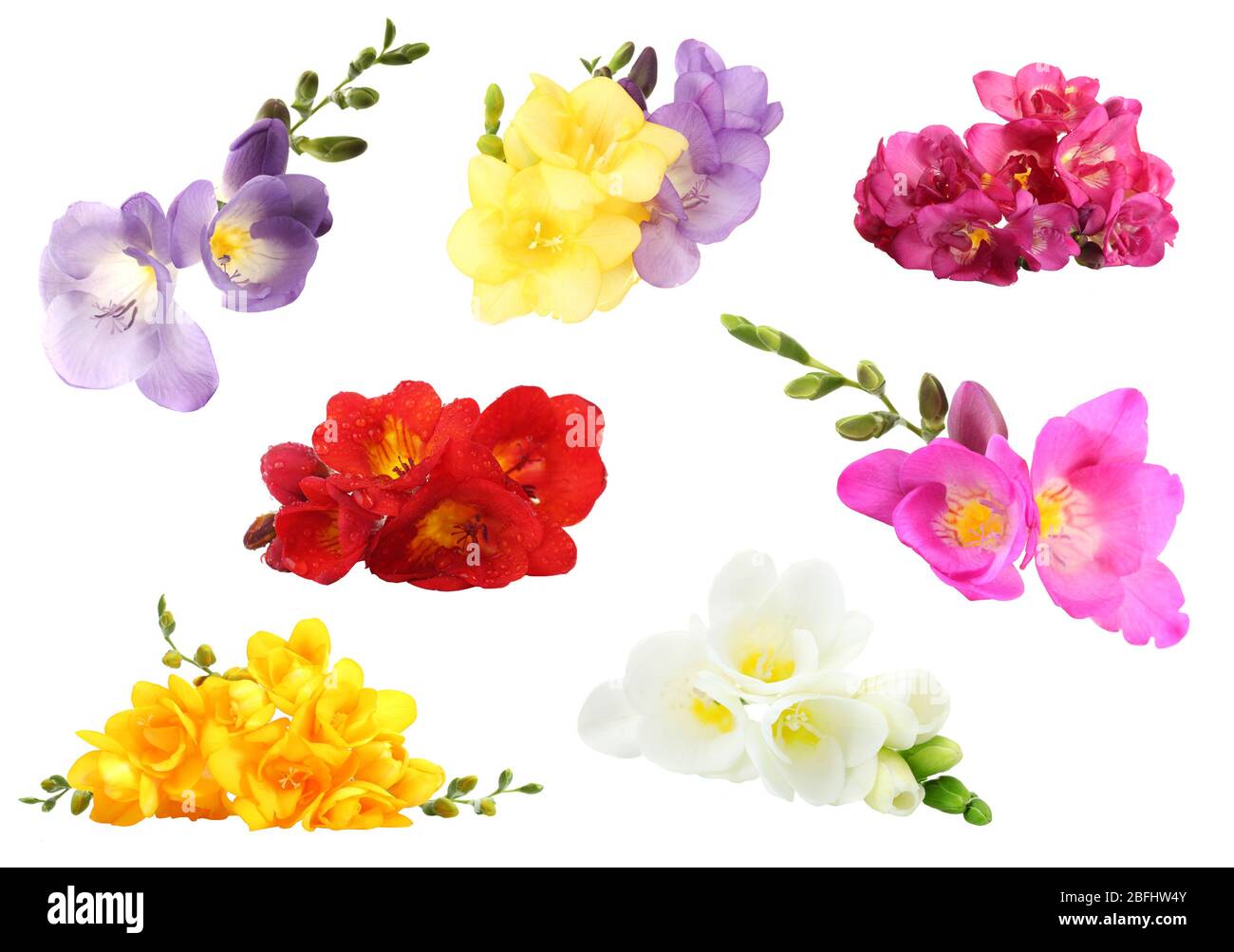 Collage of beautiful freesias isolated on white Stock Photo - Alamy