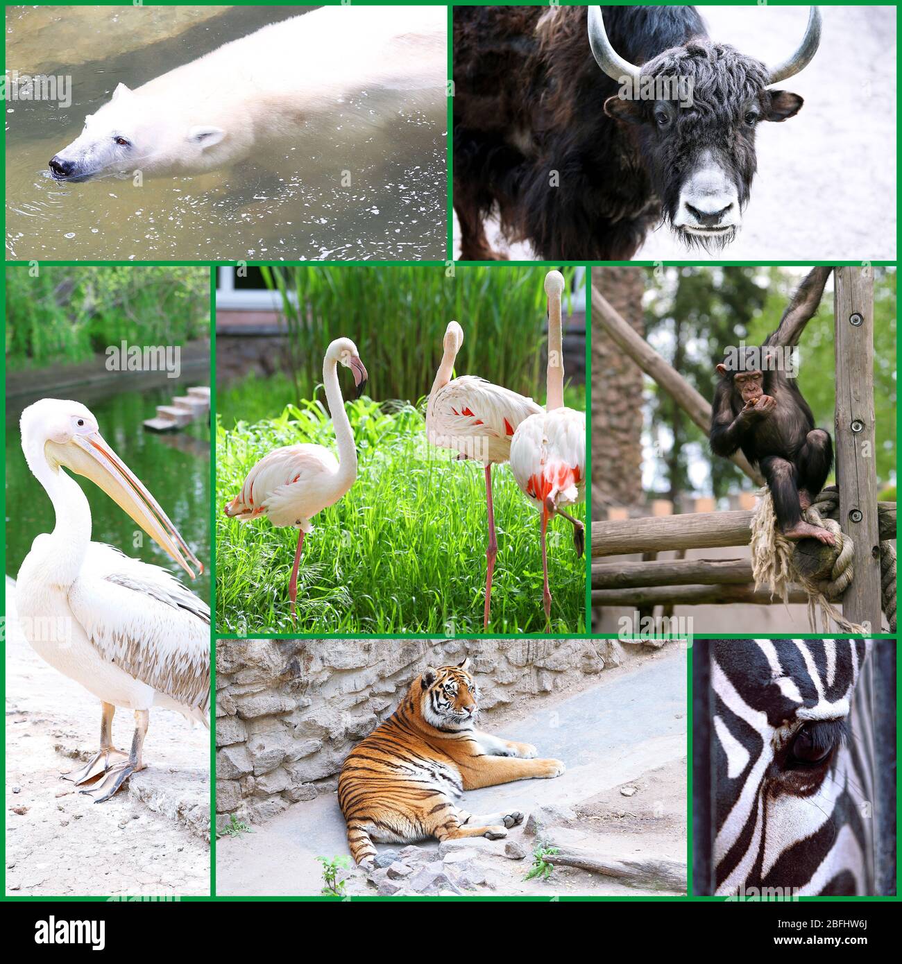 Collage with bison hi-res stock photography and images - Alamy
