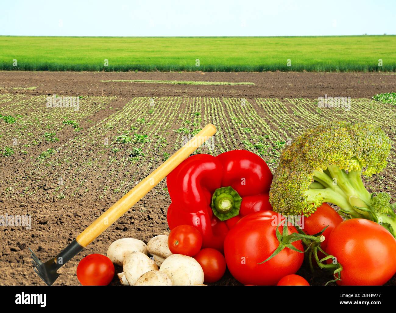 Vegetables on green field background Stock Photo - Alamy