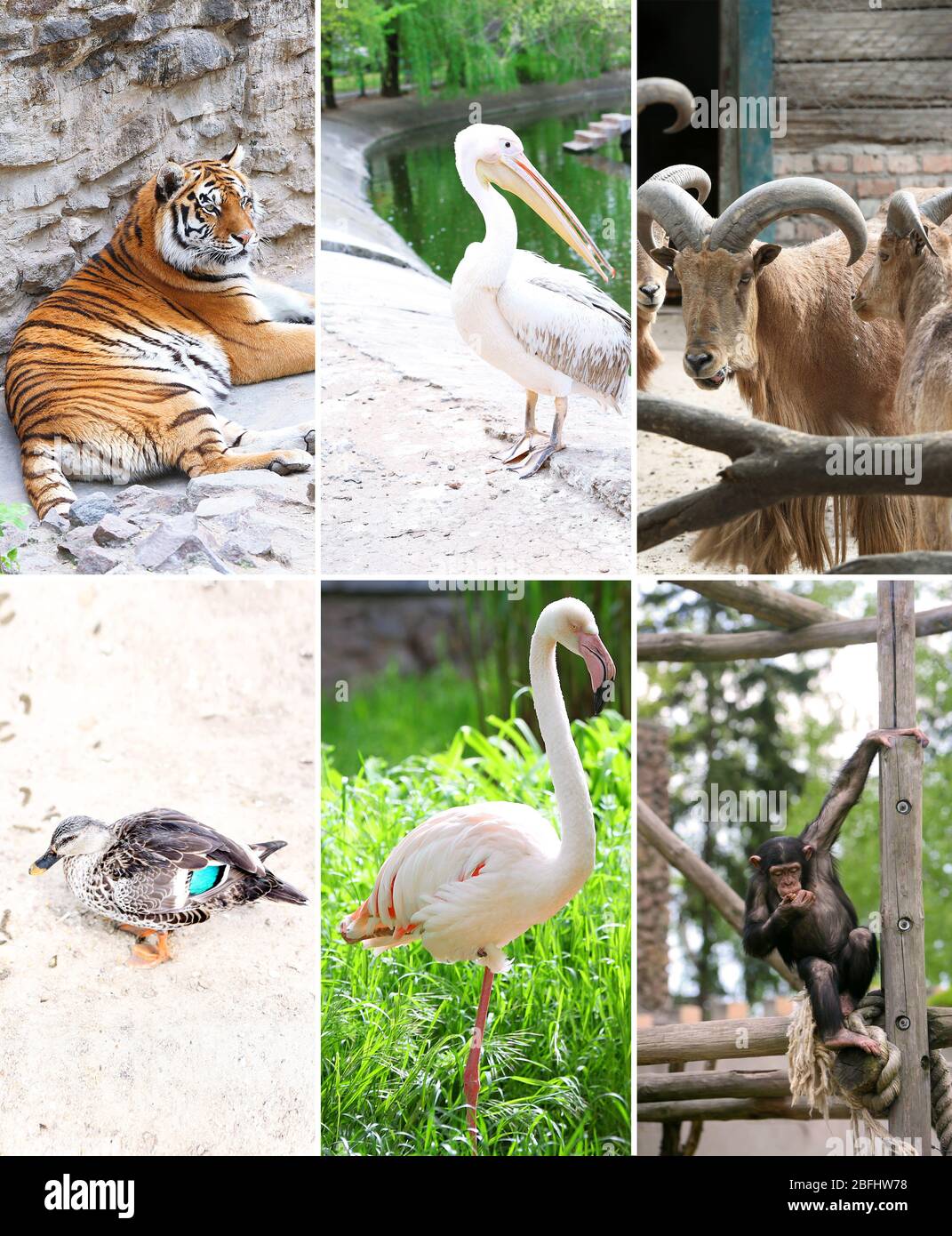 Monkey collage hi-res stock photography and images - Alamy