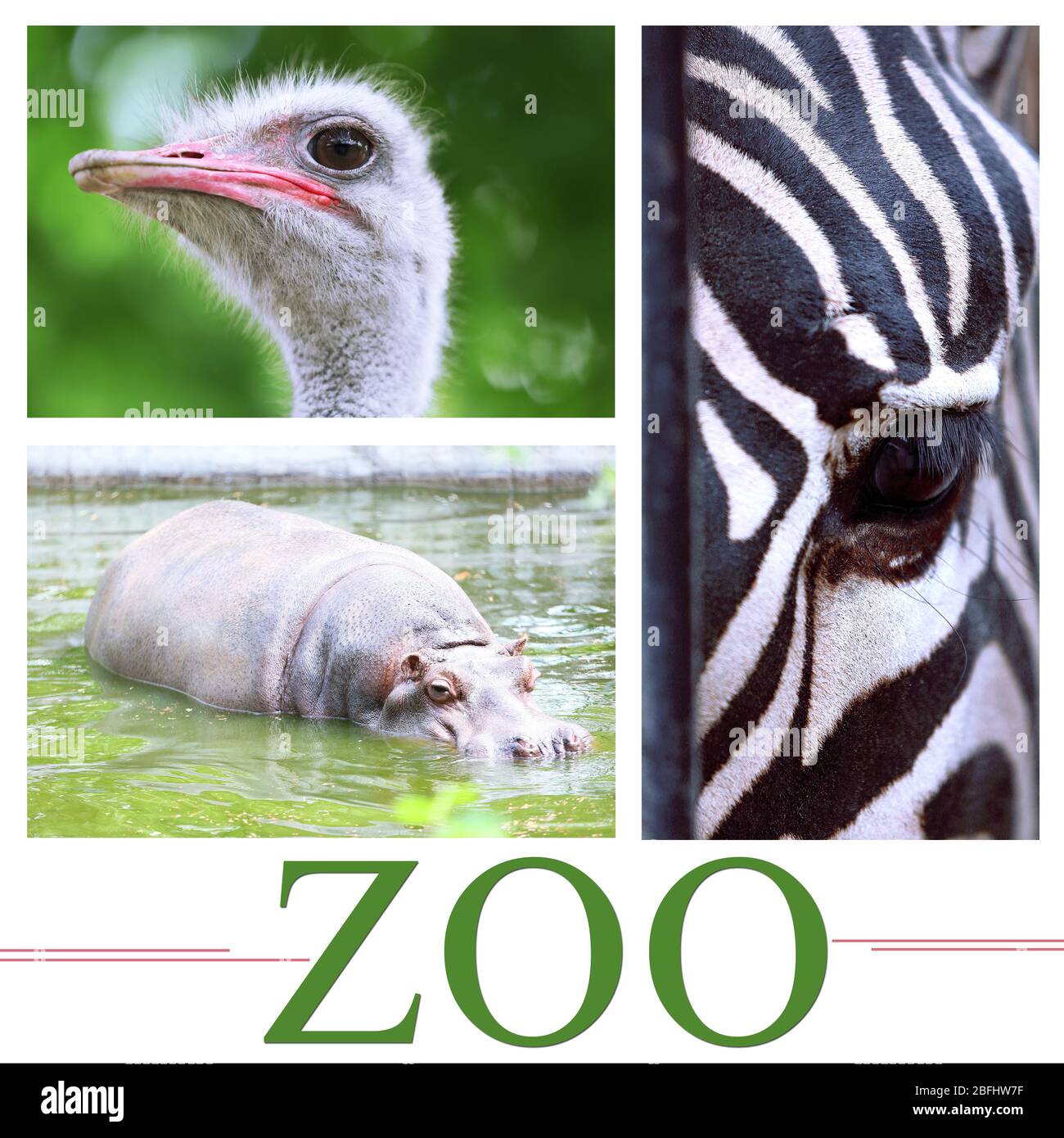 Collage ostrich hi-res stock photography and images - Alamy