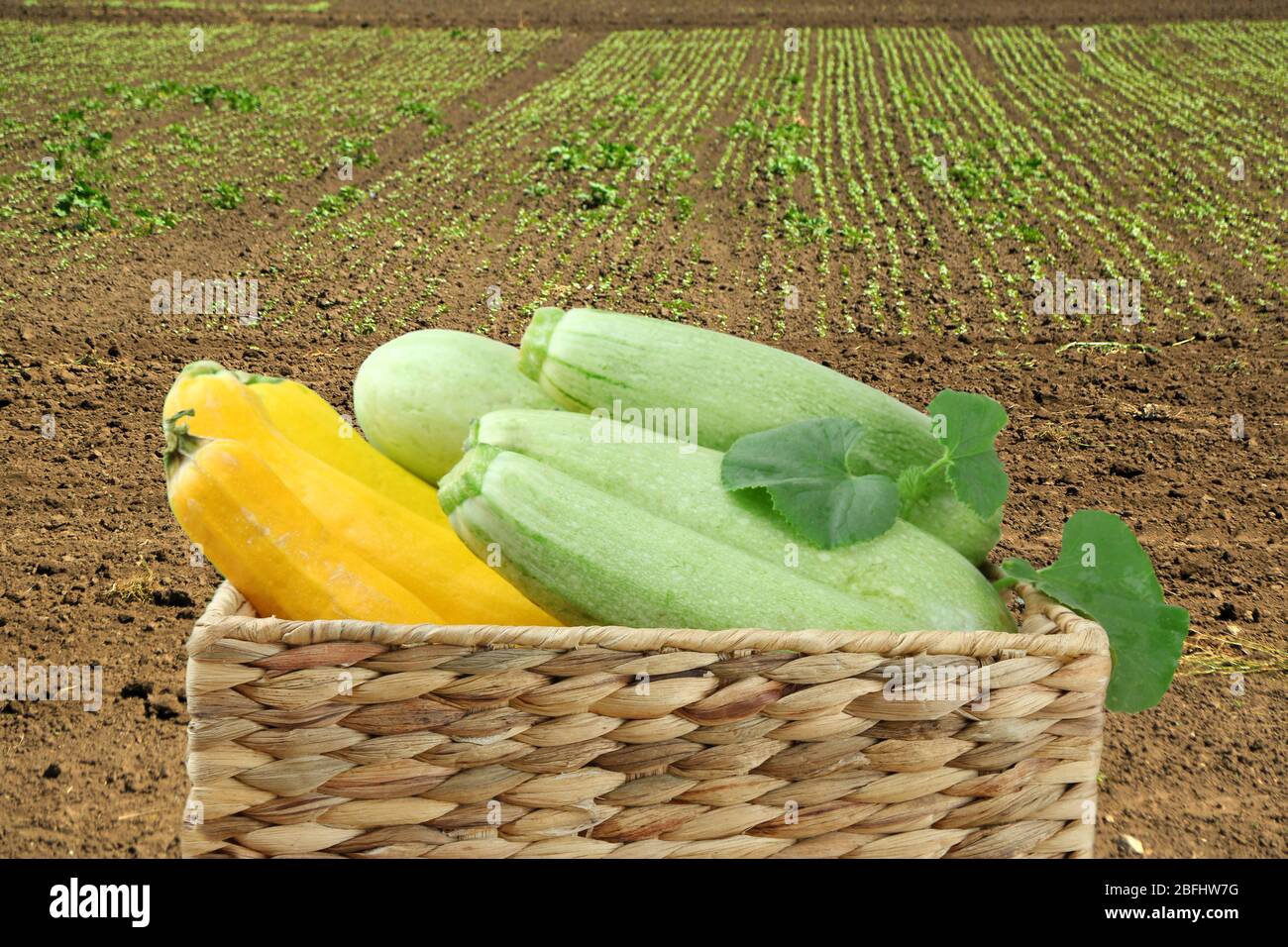 Vegetable marrow on green field background Stock Photo - Alamy
